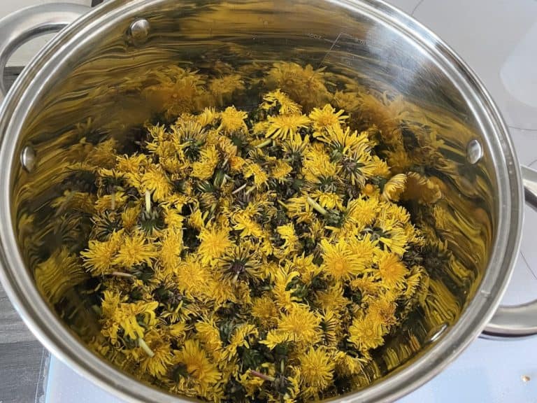 How To Make Dandelion Syrup? Homemade Dandelion Syrup Recipe - Polish ...