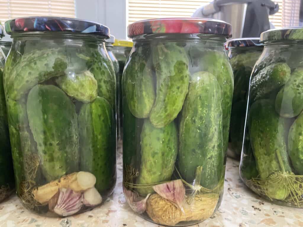 Polish Dill Pickle Recipe (Ogórki Kiszone) | Taste of Home