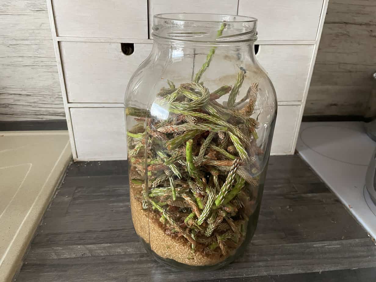 Pine Shoot Syrup Recipe - Syrop Z Młodych Pędów Sosny - Polish Foodies