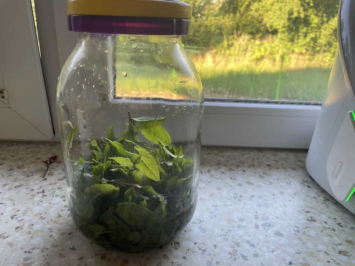 Polish Mint Vodka Recipe (Miętówka) - Polish Foodies