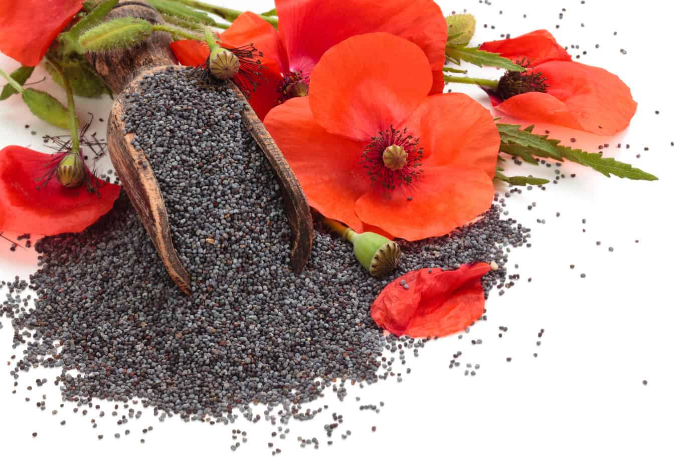 Best Polish Poppy Seed Recipes - Polish Foodies